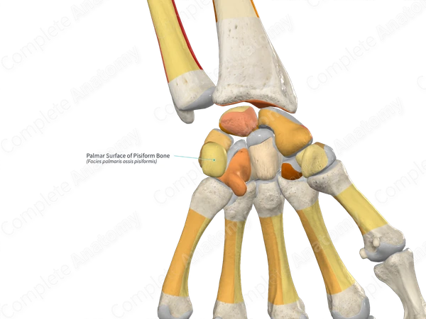 Palmar Surface of Pisiform Bone | Complete Anatomy