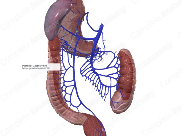 Posterior Gastric Veins | Complete Anatomy