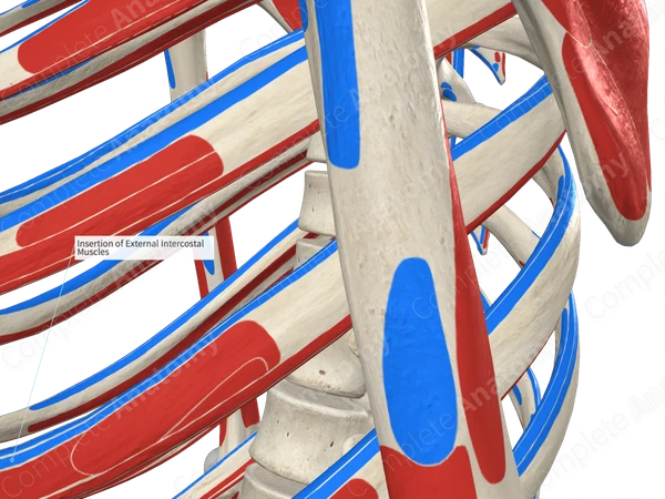Insertion of External Intercostal Muscles | Complete Anatomy