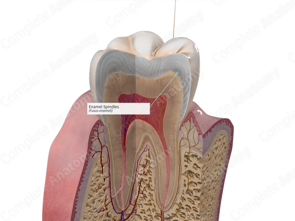 Enamel Spindles | Complete Anatomy