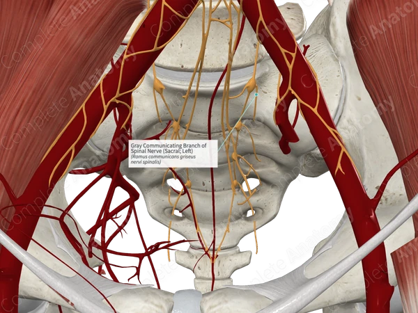 Gray Communicating Branch of Spinal Nerve (Sacral; Left) | Complete Anatomy