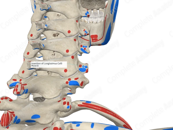 Insertion of Longissimus Colli Muscle | Complete Anatomy