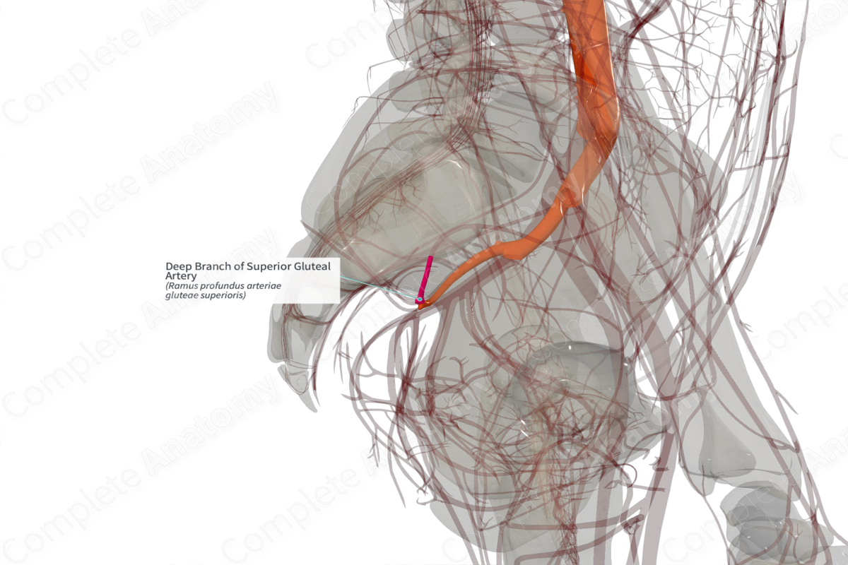 Deep Branch Of Superior Gluteal Artery Right Complete Anatomy