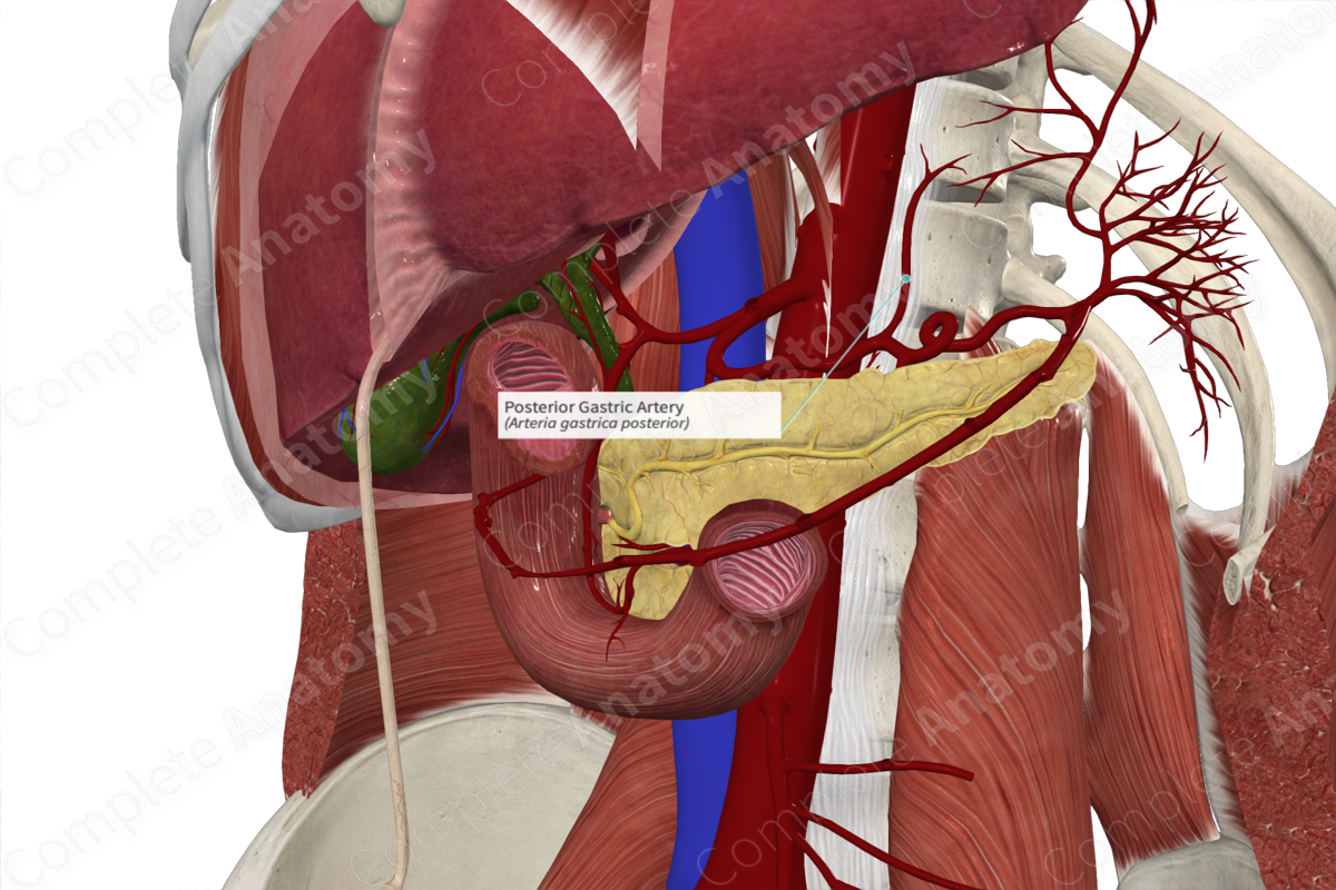 Posterior Gastric Artery Complete Anatomy