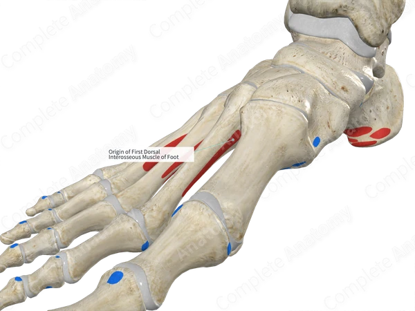 Origin of First Dorsal Interosseous Muscle of Foot | Complete Anatomy