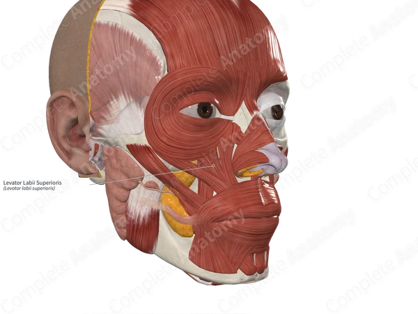 Levator Labii Superioris Alaeque Nasi Muscle