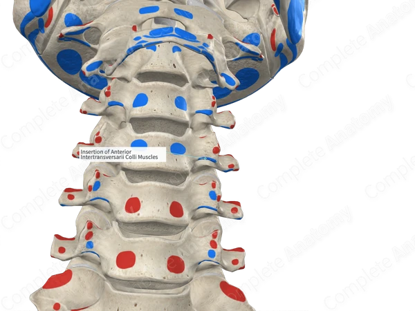 Insertion of Anterior Intertransversarii Colli Muscles | Complete Anatomy