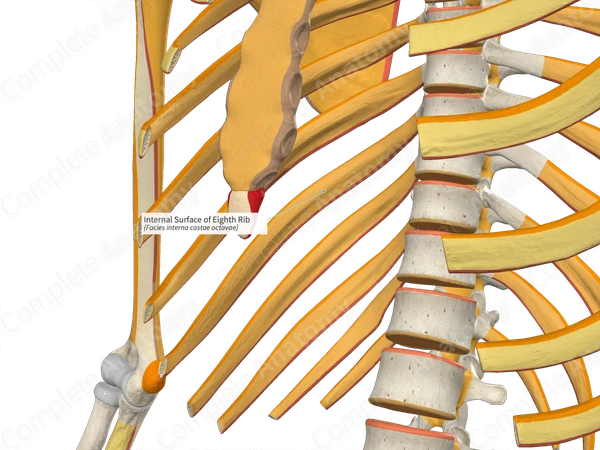 Internal Surface of Eighth Rib | Complete Anatomy