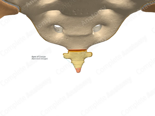 Apex of Coccyx | Complete Anatomy