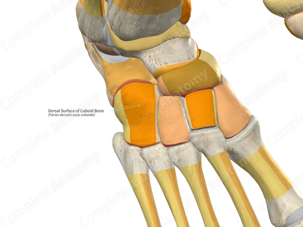 Dorsal Surface of Cuboid Bone | Complete Anatomy