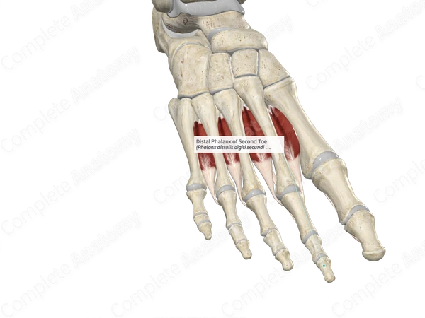 Distal Phalanx of Second Toe | Complete Anatomy