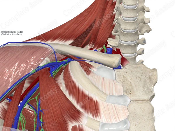Infraclavicular Nodes | Complete Anatomy