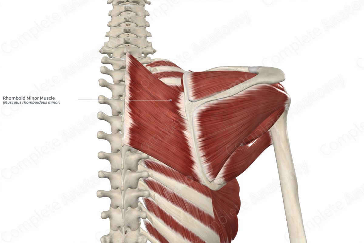 Rhomboid Minor Muscle | Complete Anatomy