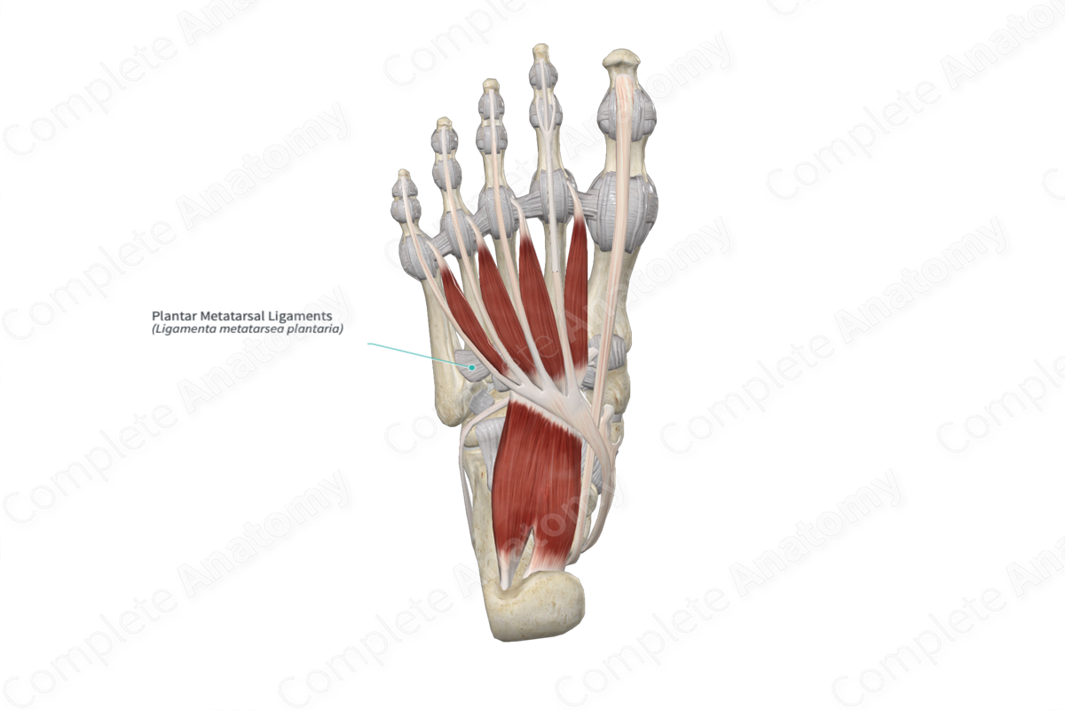 Plantar Metatarsal Ligaments Complete Anatomy
