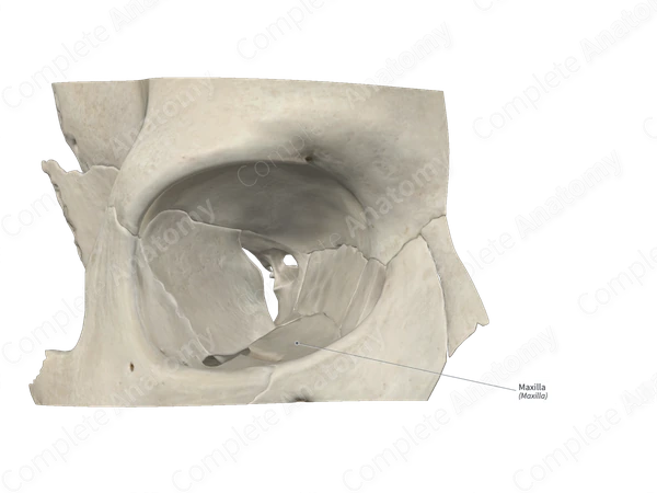 Maxilla | Complete Anatomy