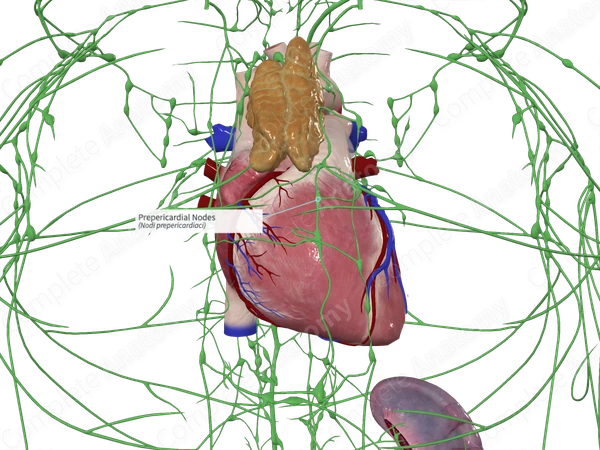 Prepericardial Nodes | Complete Anatomy