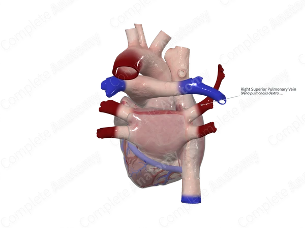 Right Superior Pulmonary Vein | Complete Anatomy