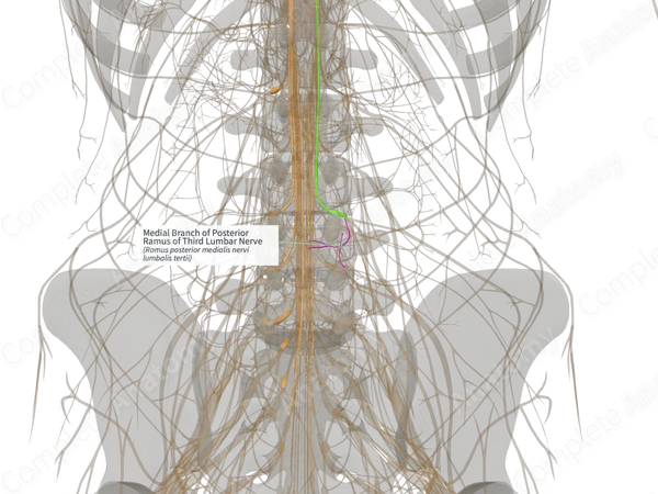 Medial Branch of Posterior Ramus of Third Lumbar Nerve (Left ...
