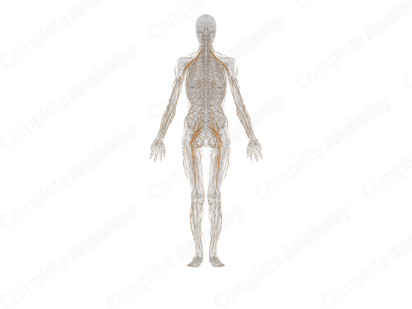 Spinal Nerves | Complete Anatomy