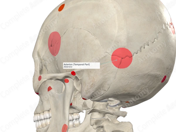 Asterion (Temporal Part) | Complete Anatomy
