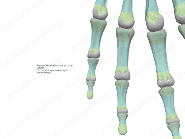 Body of Middle Phalanx of Little Finger | Complete Anatomy