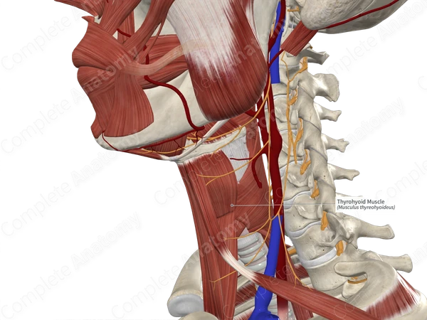 Thyrohyoid Muscle | Complete Anatomy