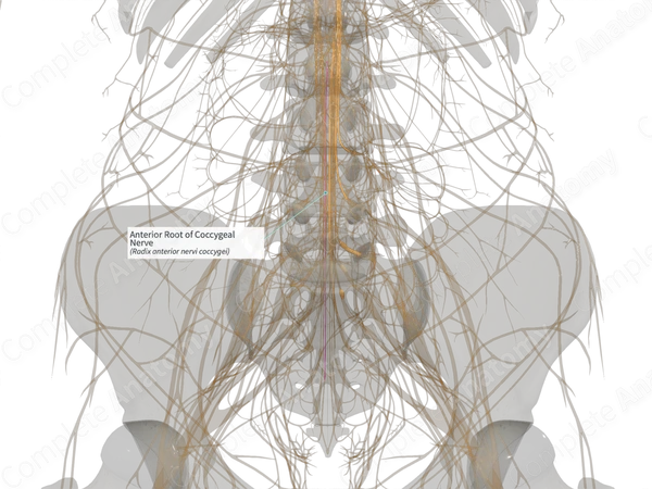 Anterior Root of Coccygeal Nerve (Left) | Complete Anatomy