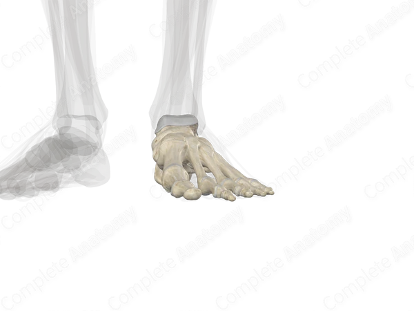Bones of Foot (Left) | Complete Anatomy