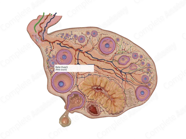 Rete Ovarii | Complete Anatomy