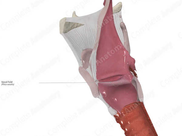 Vocal Fold | Complete Anatomy