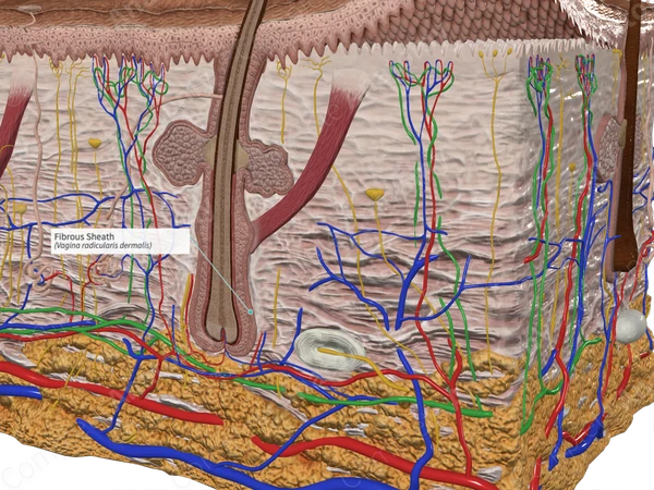 Fibrous Sheath | Complete Anatomy