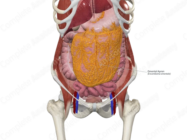 Omental Apron | Complete Anatomy