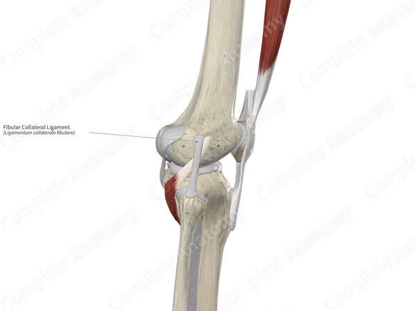 Ligamento Colateral Fibular A Proposal For A New Classification Of The