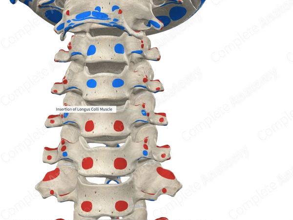 Insertion of Longus Colli Muscle | Complete Anatomy
