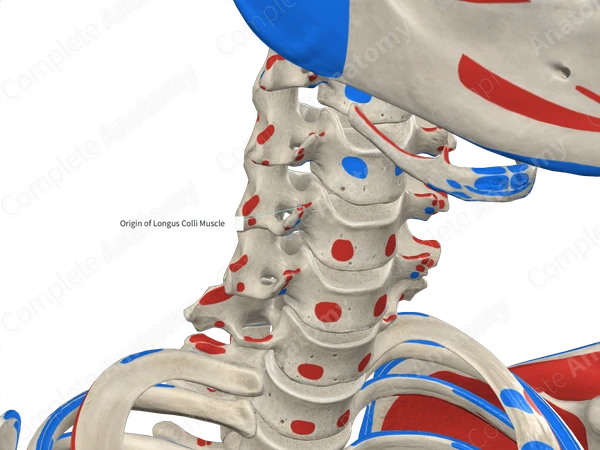 Origin of Longus Colli Muscle | Complete Anatomy