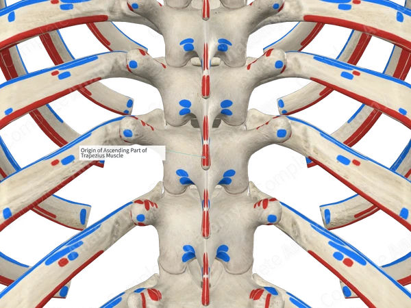 Origin of Ascending Part of Trapezius Muscle | Complete Anatomy