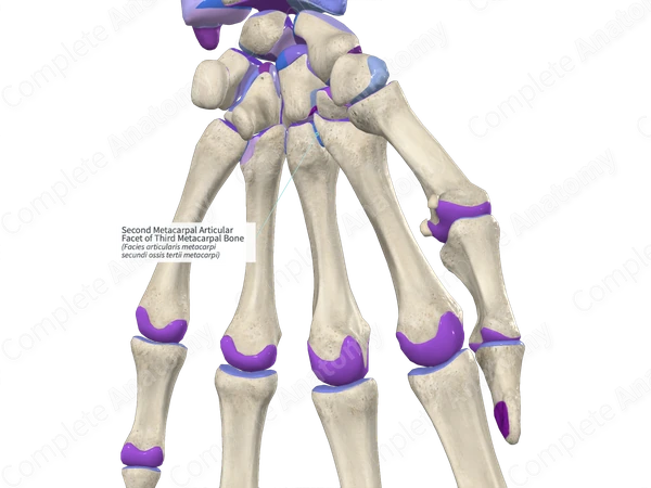 Second Metacarpal Articular Facet of Third Metacarpal Bone | Complete ...