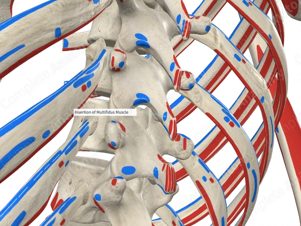 Insertion of Multifidus Muscle | Complete Anatomy