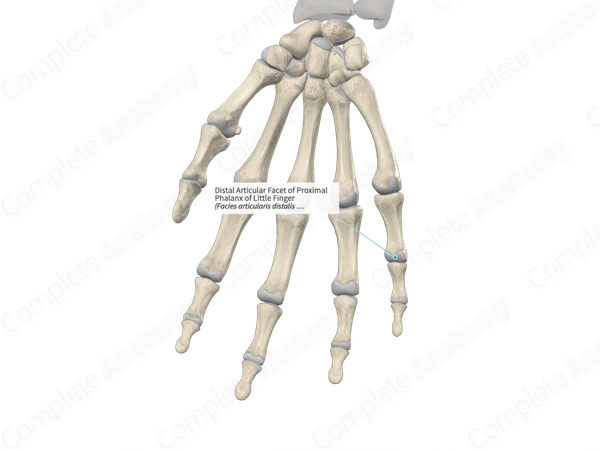 Distal Articular Facet of Proximal Phalanx of Little Finger | Complete ...