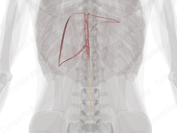 Peritoneal Ligaments of Liver | Complete Anatomy