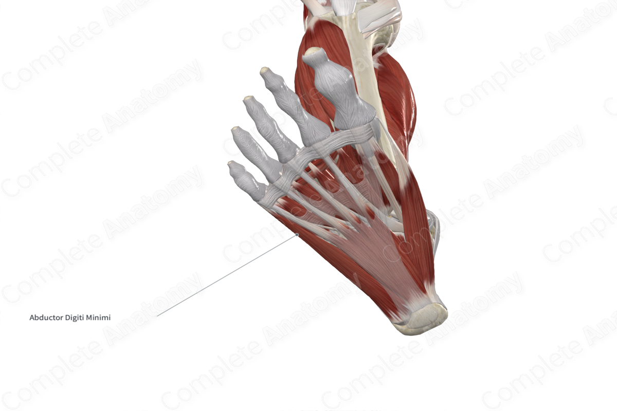Abductor Digiti Minimi Of Foot Complete Anatomy