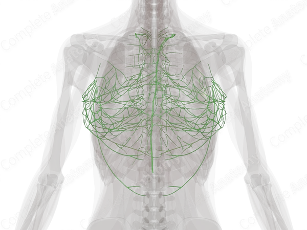 Thoracic Lymph Vessels | Complete Anatomy