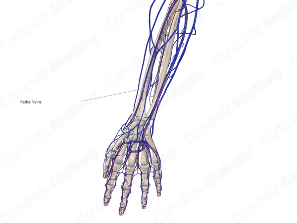 Radial Veins | Complete Anatomy