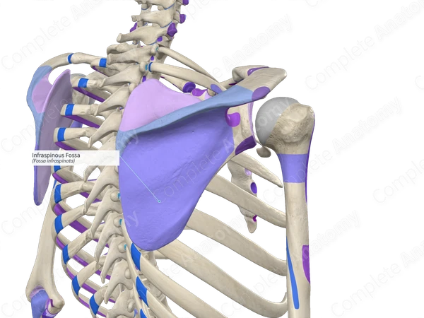 Infraspinous Fossa | Complete Anatomy