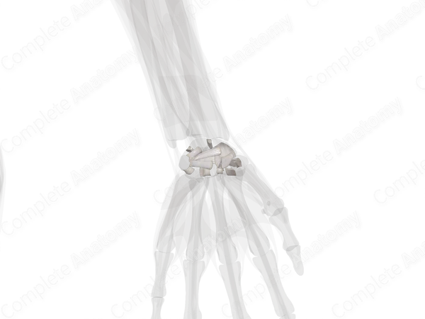 Midcarpal Joint (Left) | Complete Anatomy
