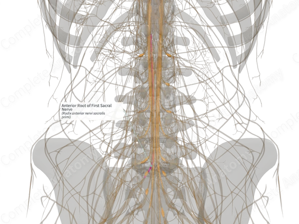 Anterior Root of First Sacral Nerve (Right) | Complete Anatomy