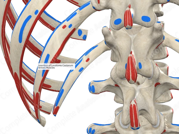 Insertion of Levatores Costarum Breves Muscles | Complete Anatomy