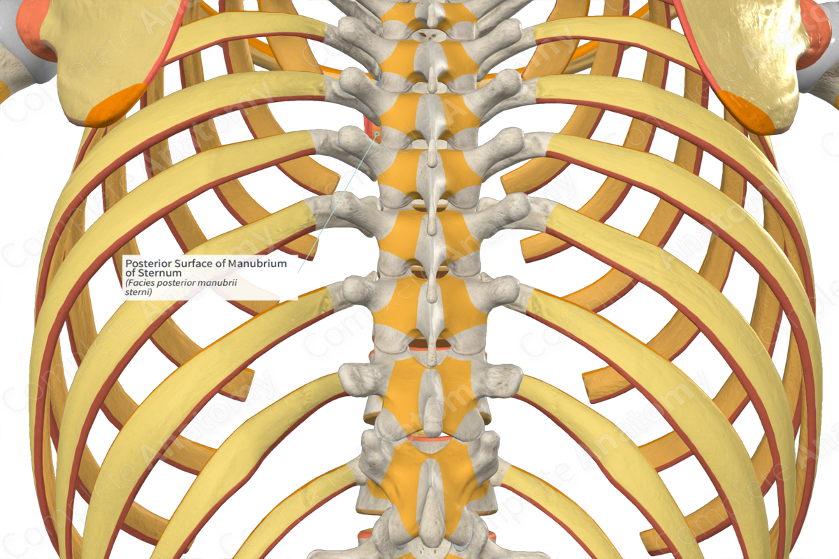 Posterior Surface of Manubrium of Sternum | Complete Anatomy