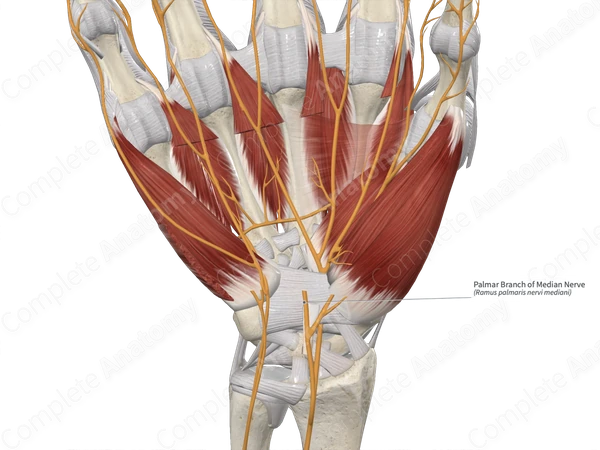 Median Nerve Branches Recurrent Branch Of The Median Nerve Wikiwand