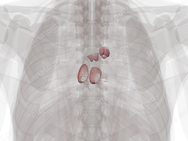 Cardiac Valves | Complete Anatomy
